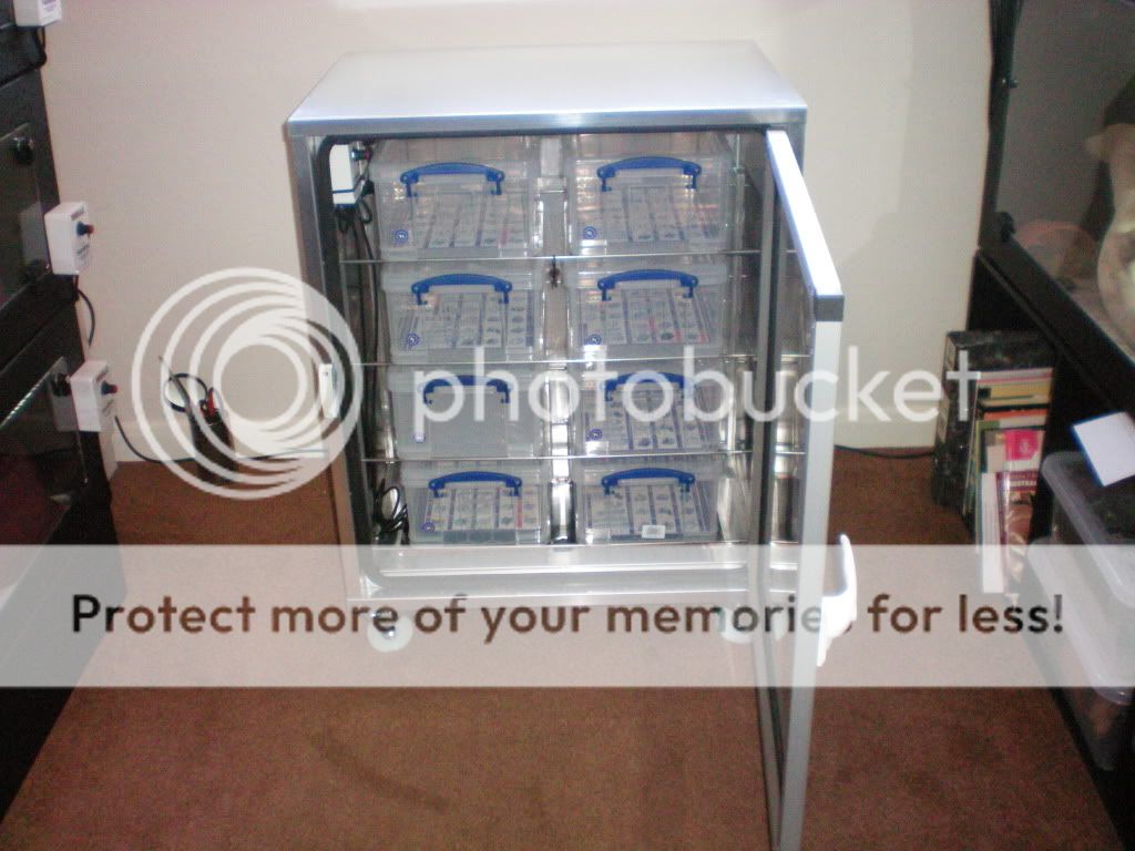 New incubator from PRO-RACKS | Reptile Forums
